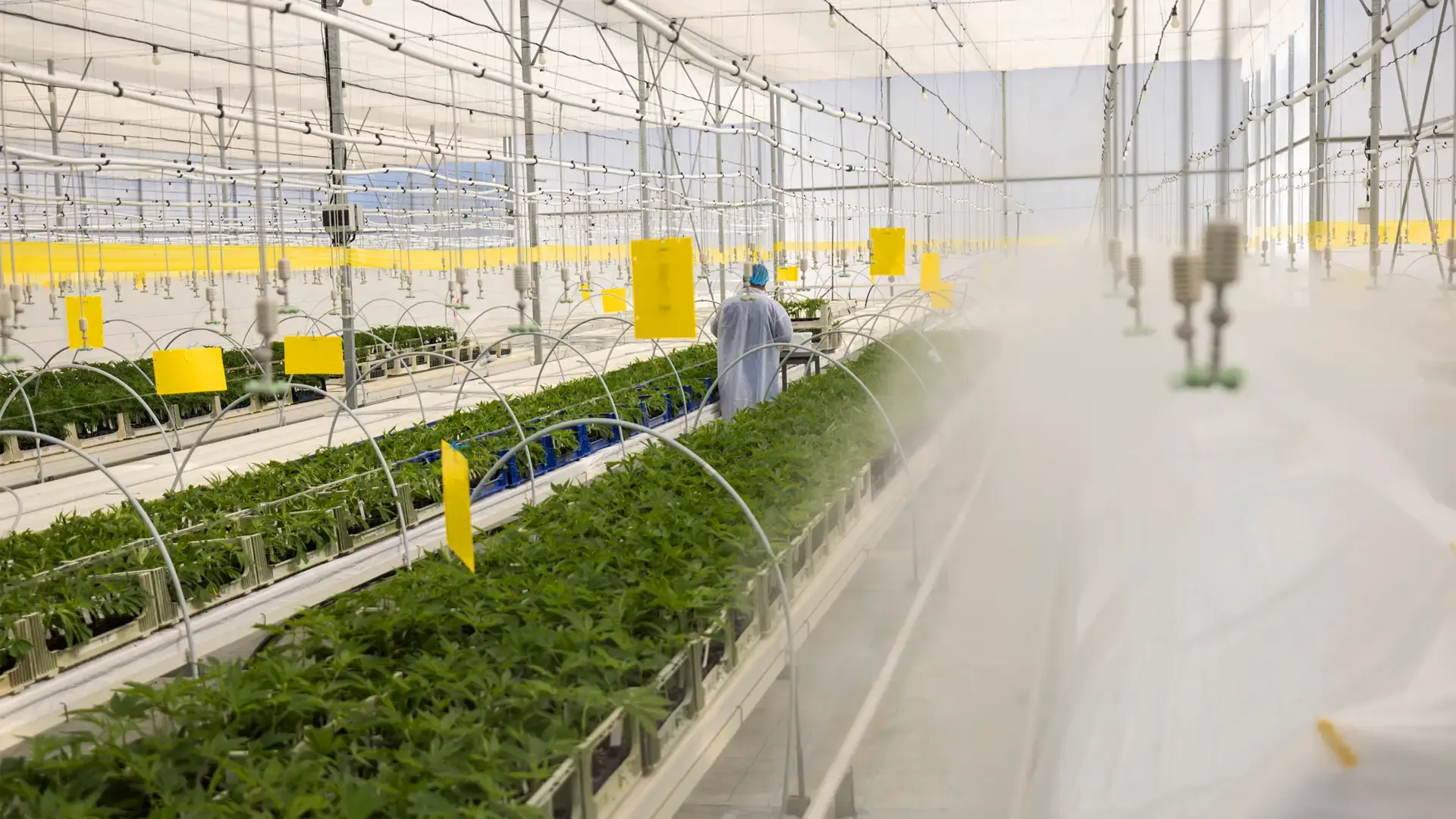 BBC feature Curaleaf cultivation, manufacturing and clinic in the news