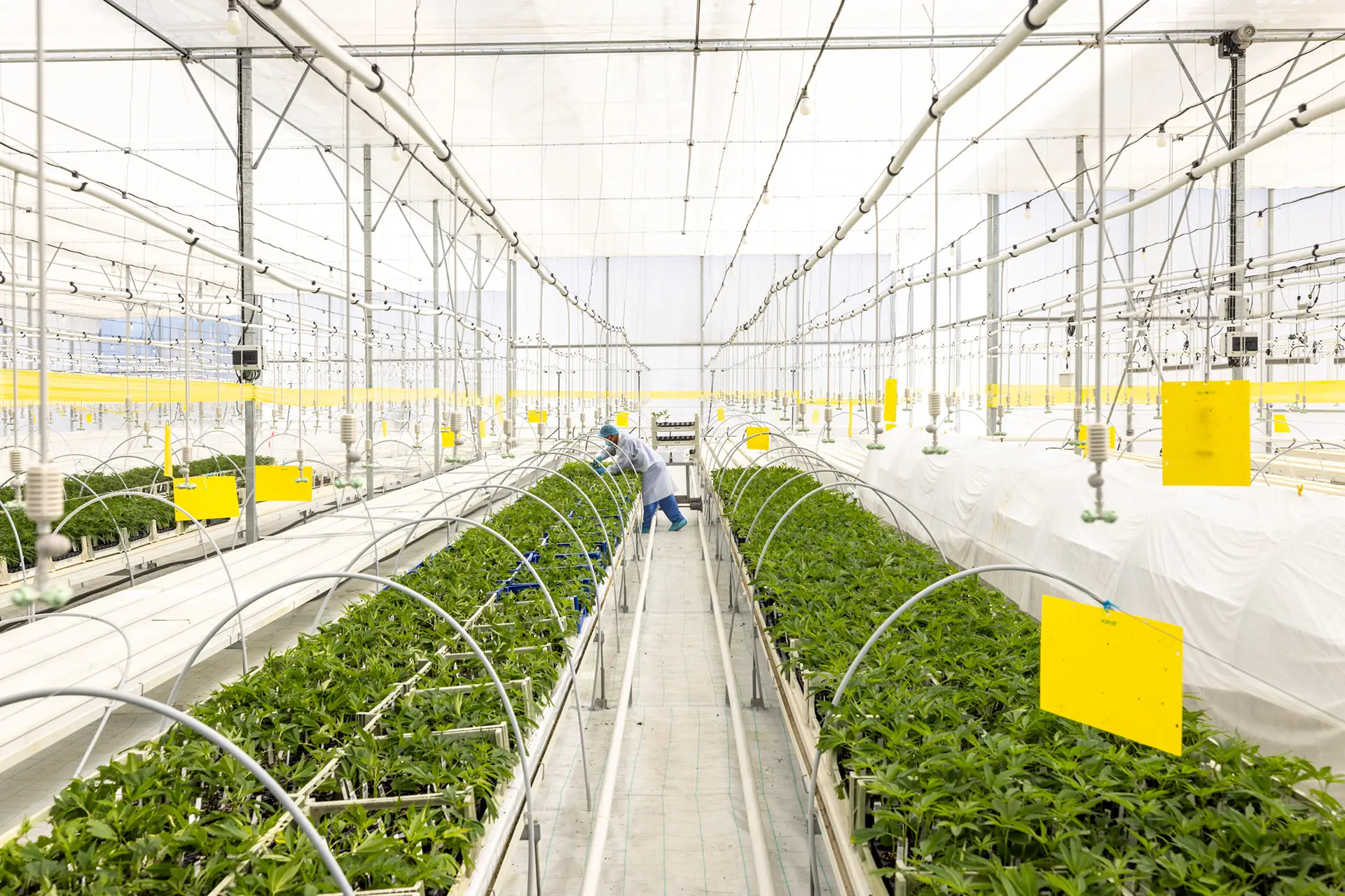 Portugal's Medical Cannabis Exports Proving To Be A Growing Force in ...